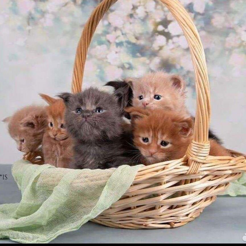 Котята мейкун