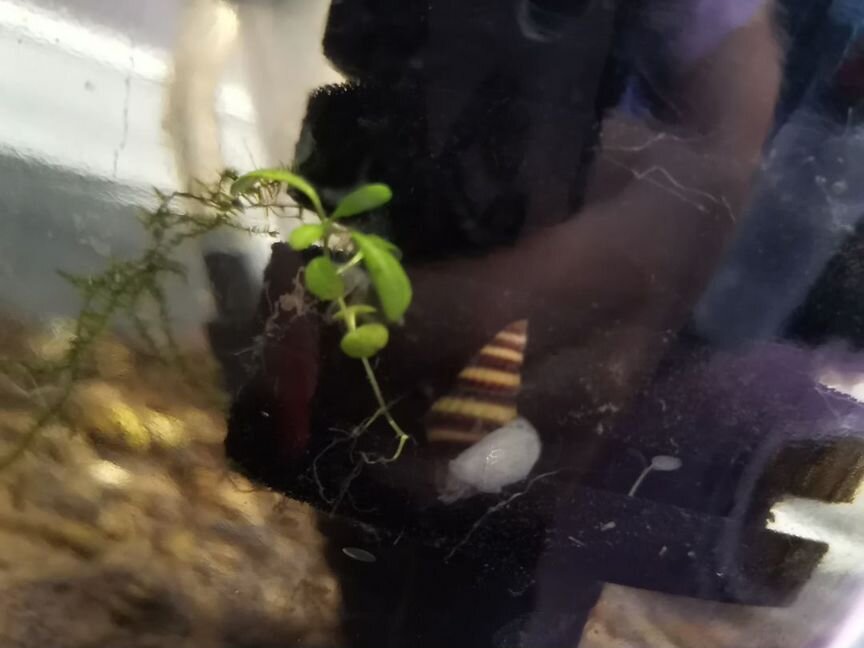 Улитки хилена