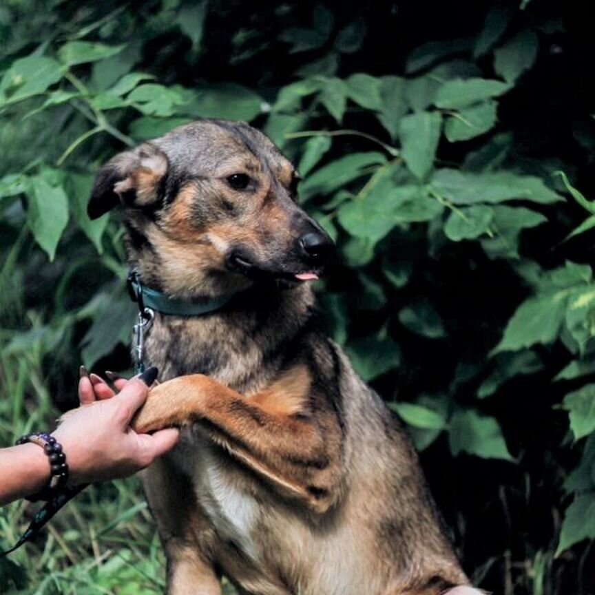 Джуля ждёт Заботливую семью (2г., стерилизована)