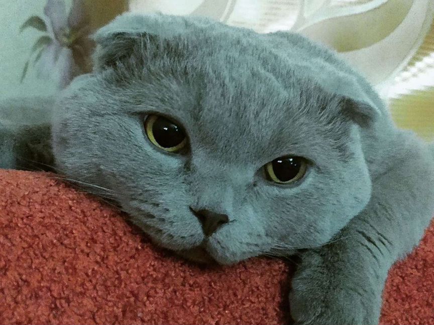 Вязка, ищем подружку