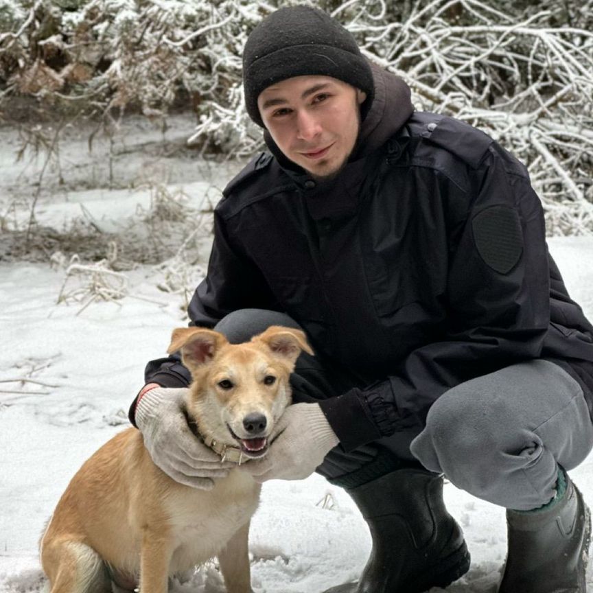 Собака Злата в добрые руки