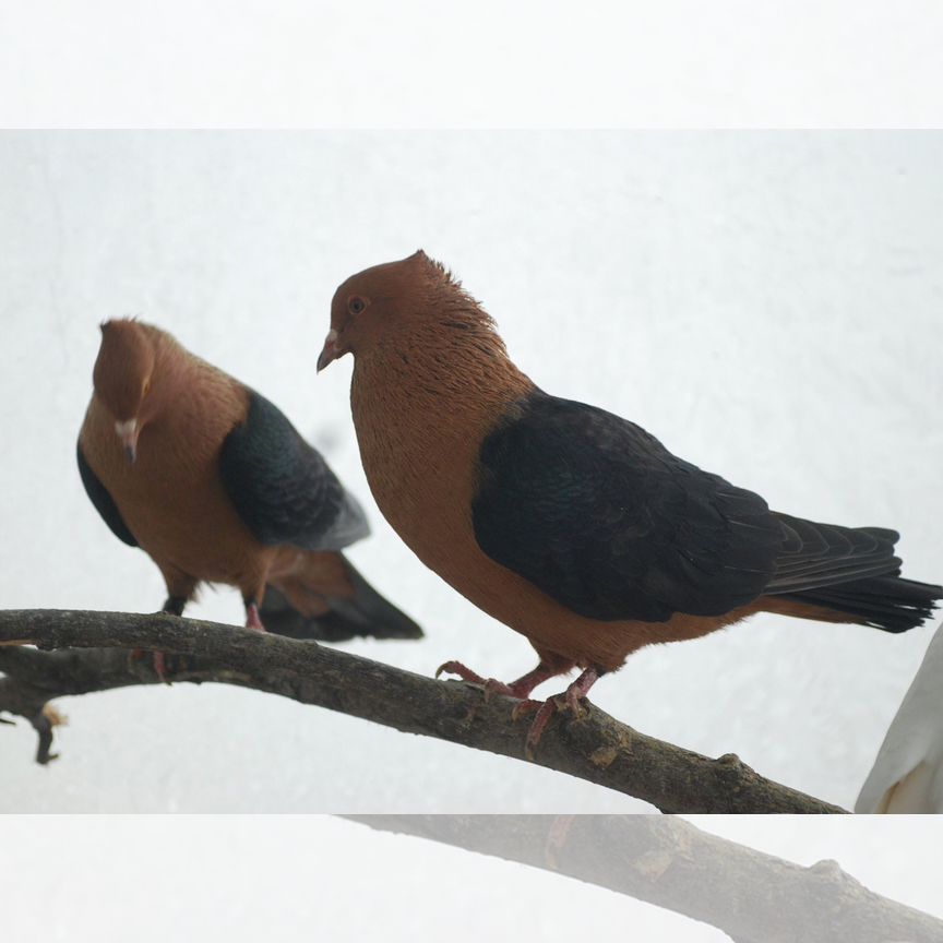 Голуби архангельские снегири редкая порода молодеж