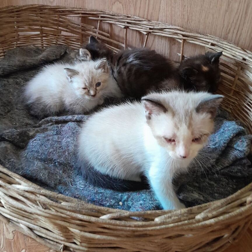 Маленькие котята в добрые руки