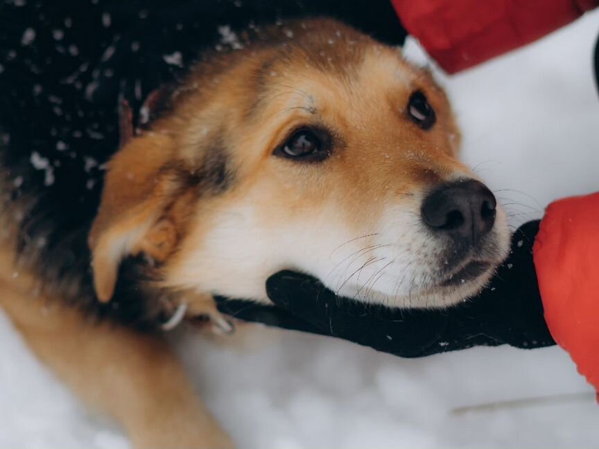 Собачкам грозит опасность