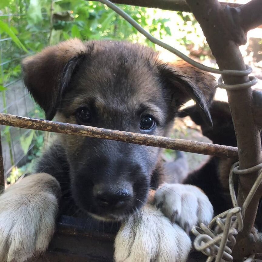 Щенок с гетерохромией