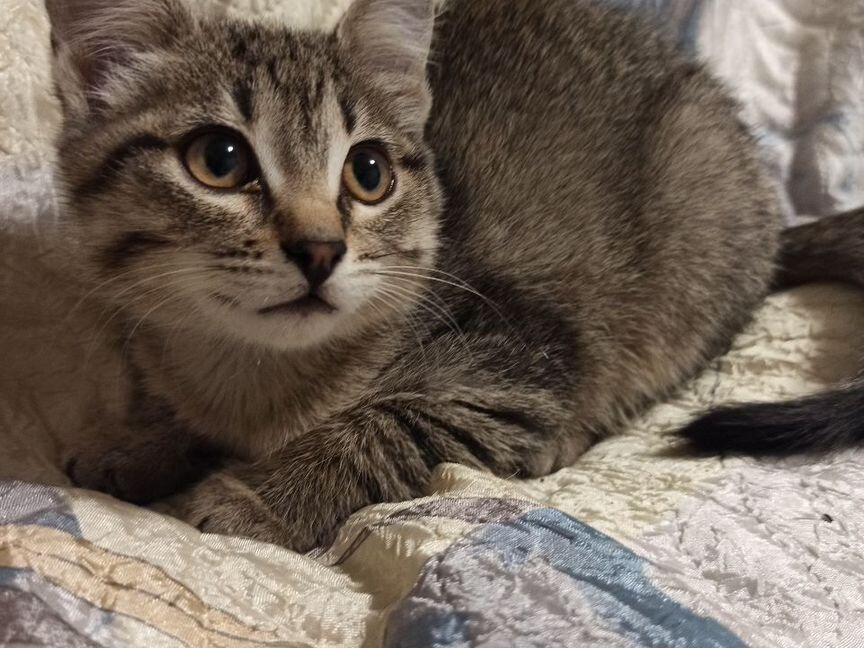 Котенок бесплатно