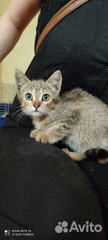Котенок Сара 1,5 месяца ищет дом