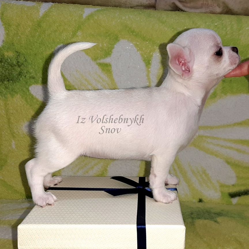 Эталон красоты