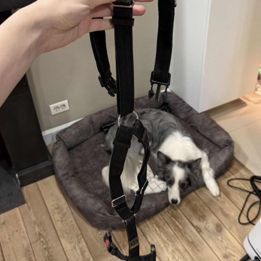 Шлейка Coradog