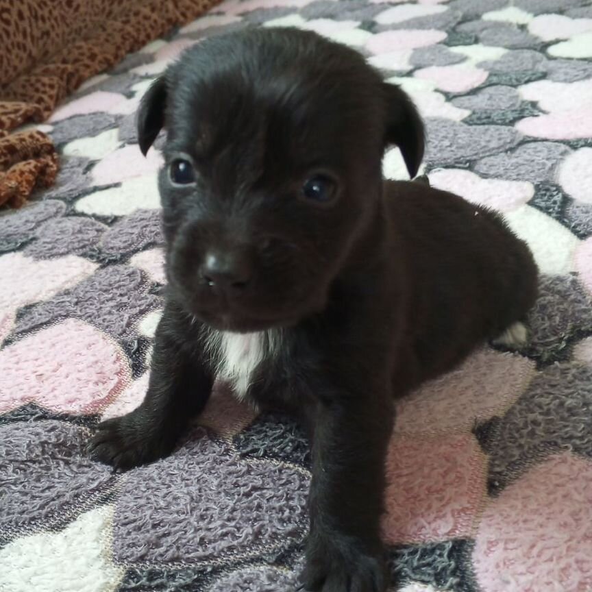 Щенки комнатной собачки