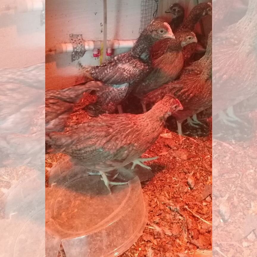 Куры молодки доминант