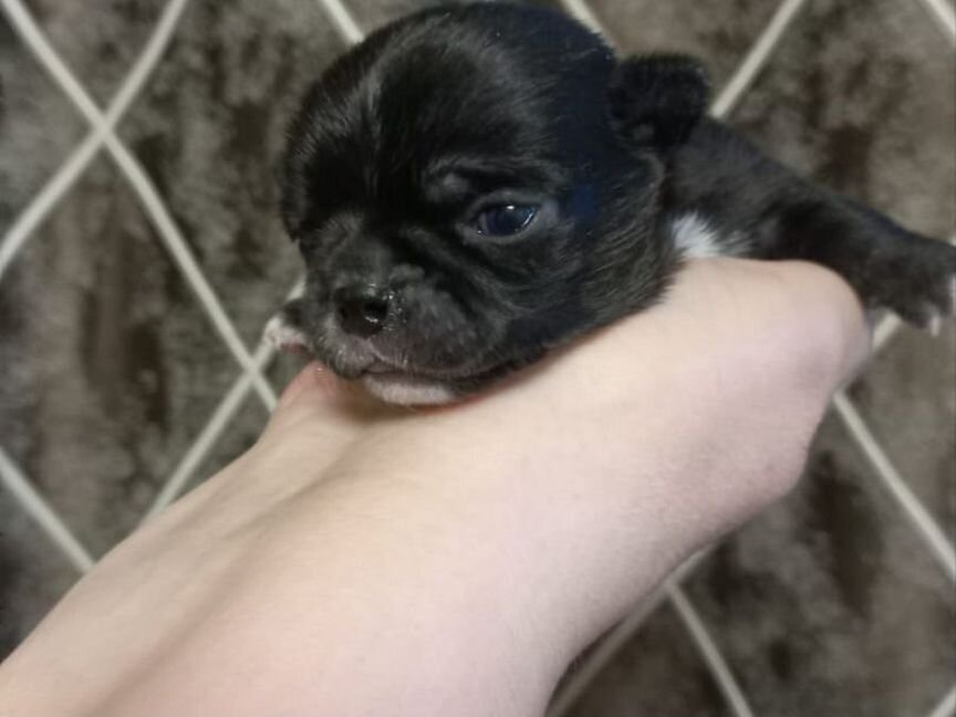 Щенки чихуахуа мини