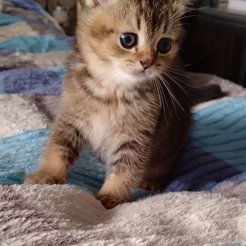 Британские котята