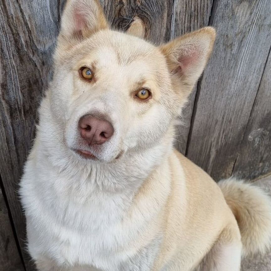 Кобель лайки от рабочих по зверю собак