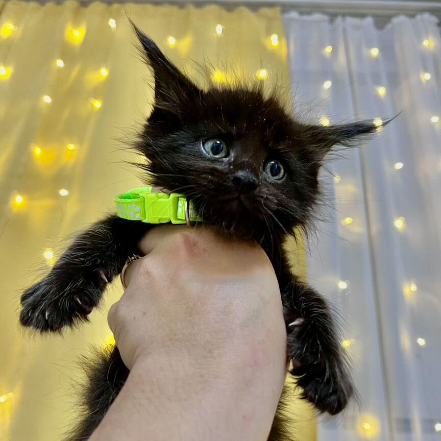 Мейн-кун котенок