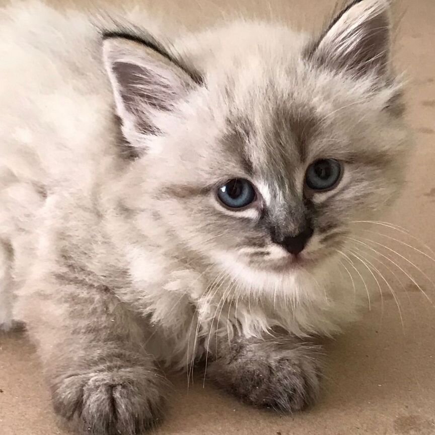 Невский маскарадный котенок