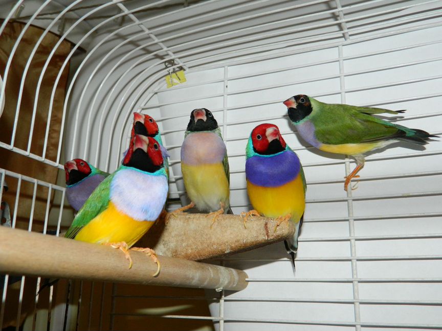 Гульдова амадина