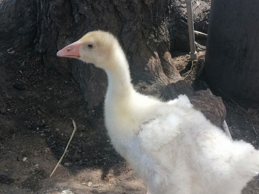 Гусята месячные