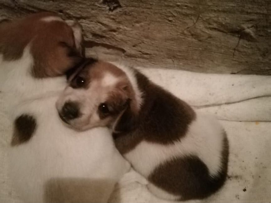 Щенки-лапочки в добрые руки