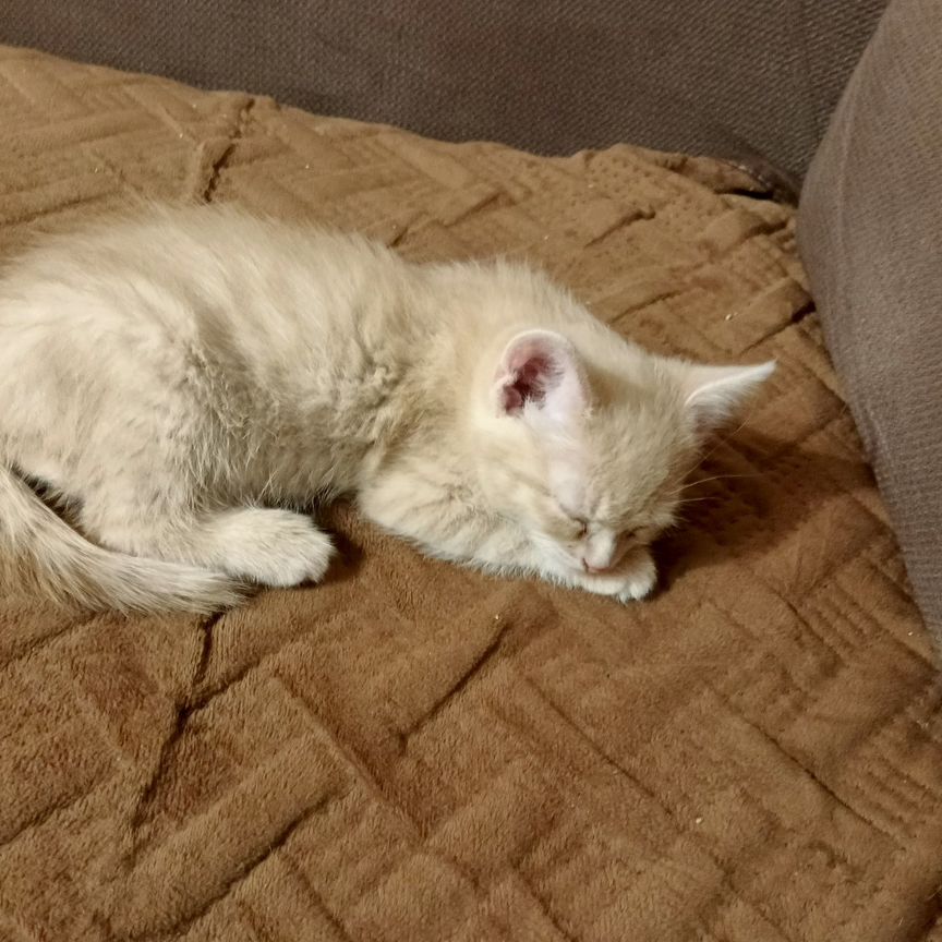 Сибирский котёнок