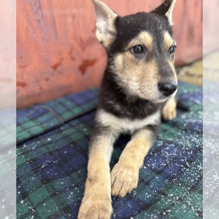 Щенок в добрые руки