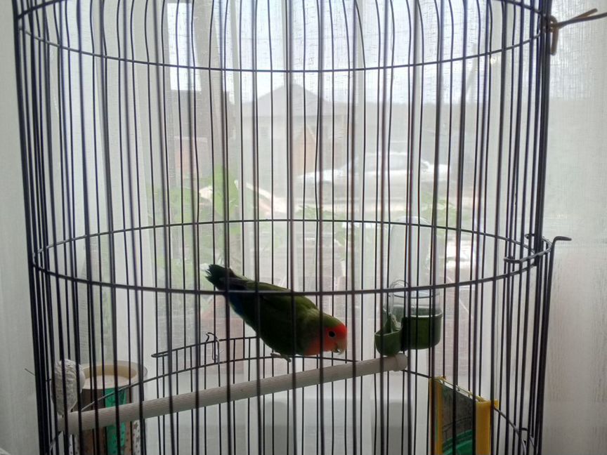 Попугай с Клеткой Розовощекий неразлучник