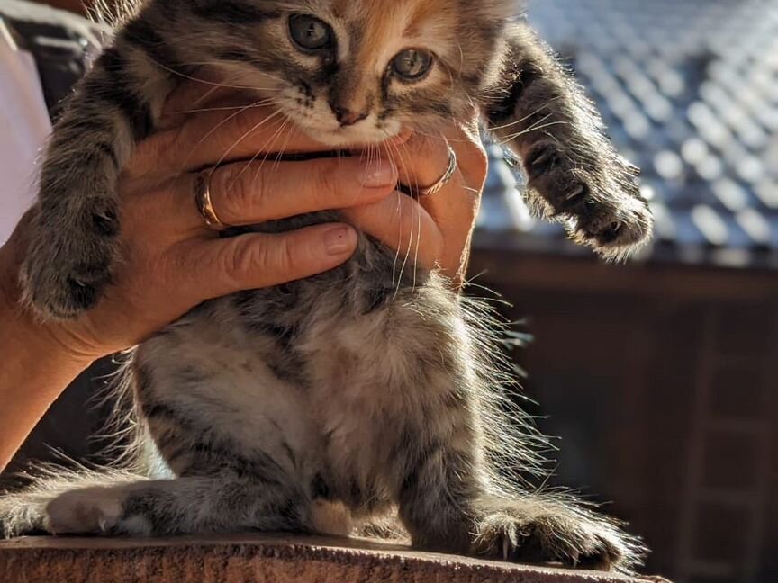 Котята сибирской кошки