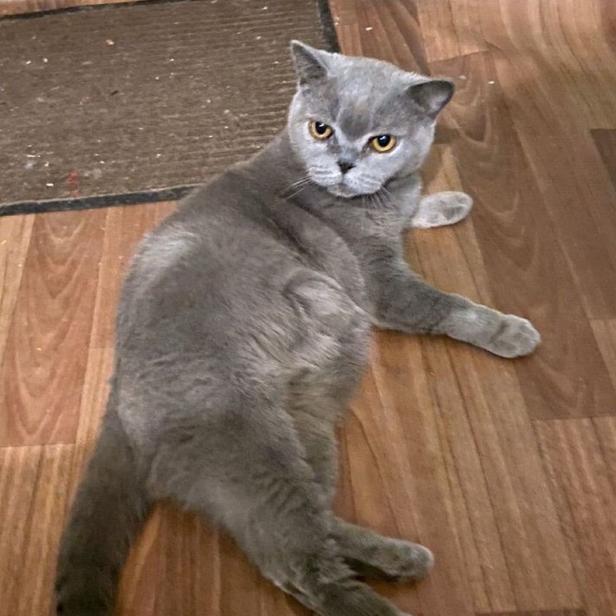 Милая кошечка