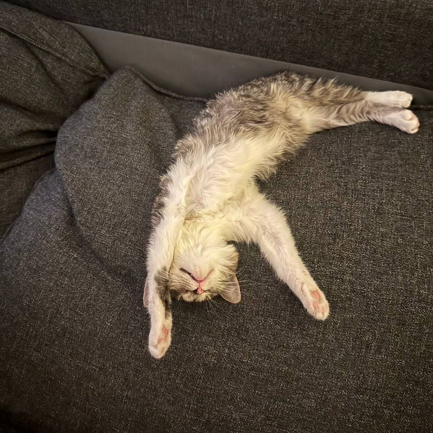 Котенок в добрые руки