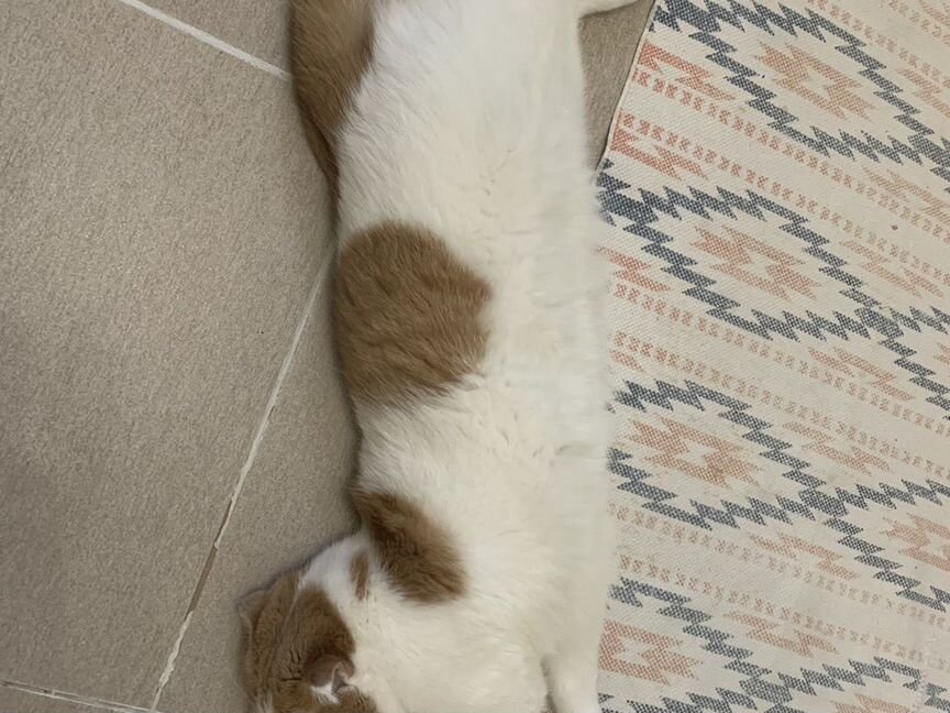 Веслаухий котик