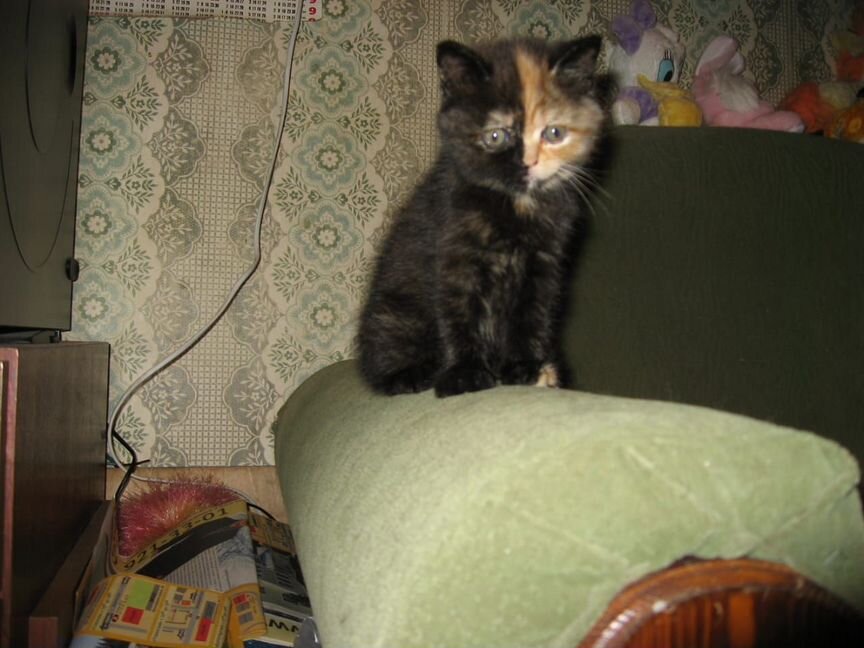 Британская кошка осталась одна