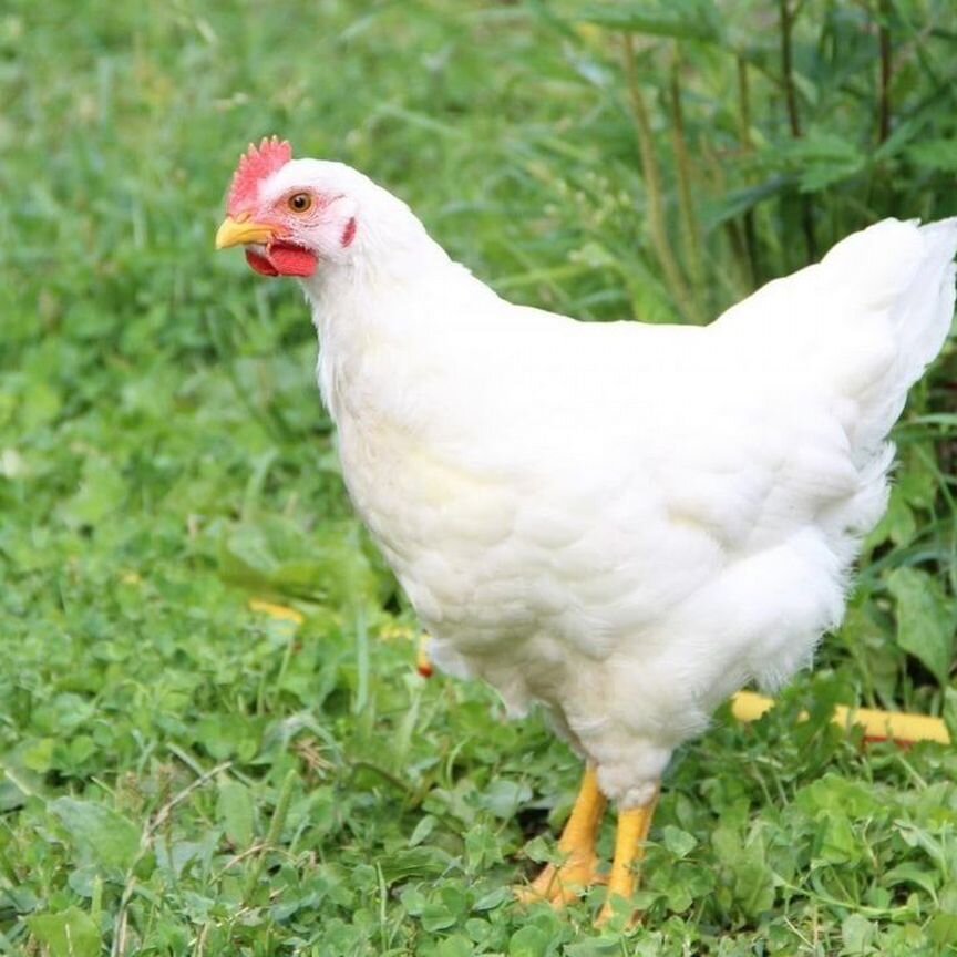 Куры Несушки / от 10 штук / с Бесплатной доставкой