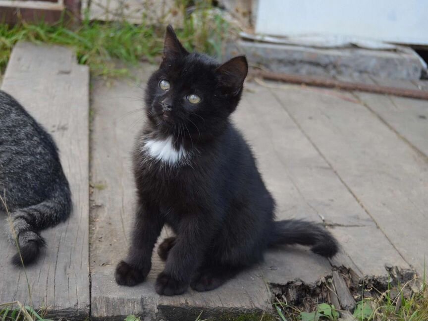Котенок мальчик