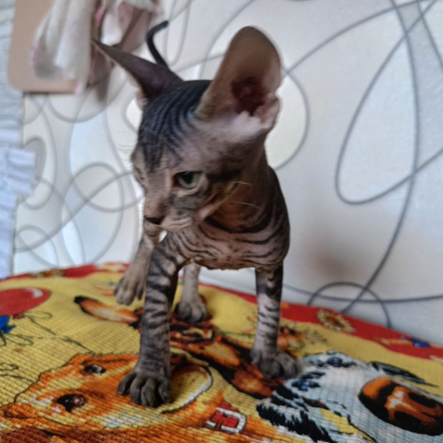 Брашик донской свинкс