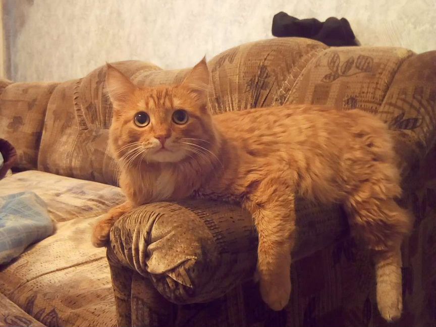 Похож на мейн куна