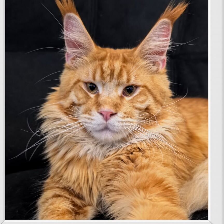 Мейн-кун котёнок