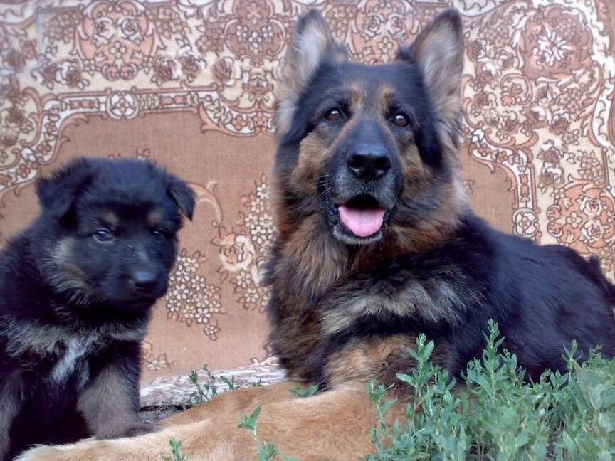 Овчарки -щенки разного типа и окраса
