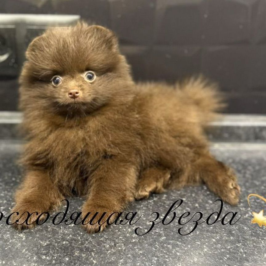 Померанский шпиц, щенок