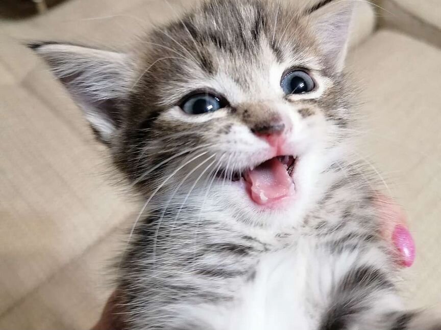 Котята в добрые руки