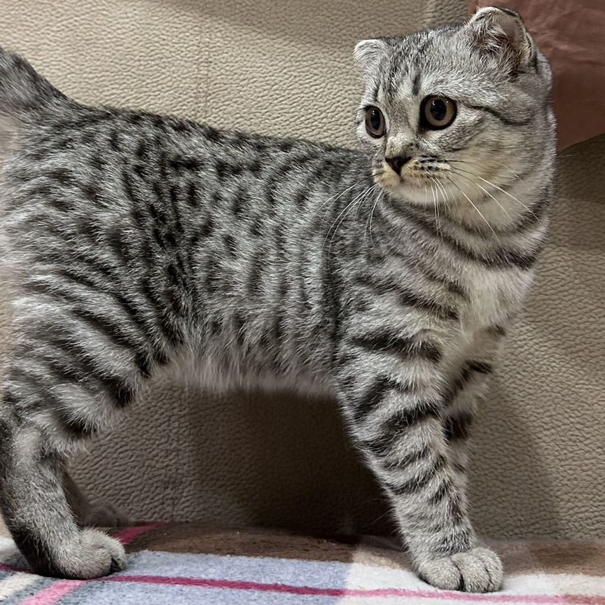 Шотландский вислоухий котенок