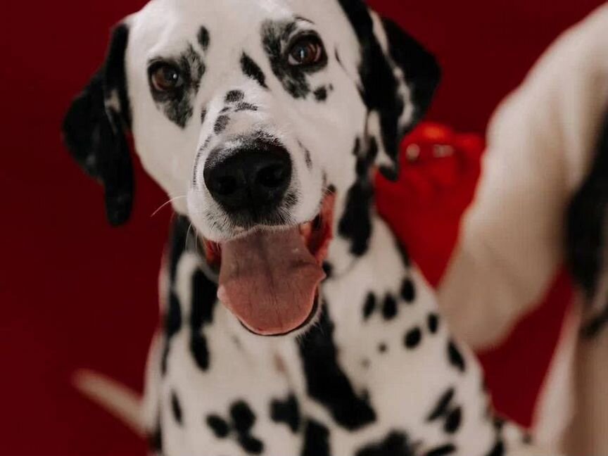 Далматинец