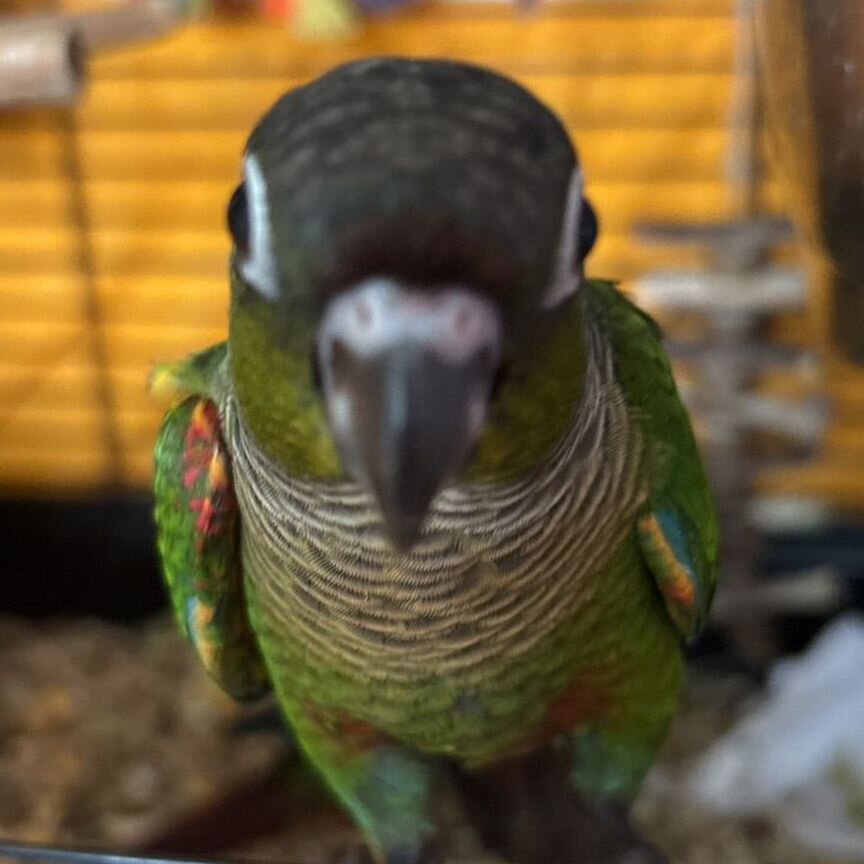 Попугай пиррура