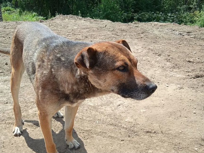 Пропадает пес на улице. Ему нужен дом