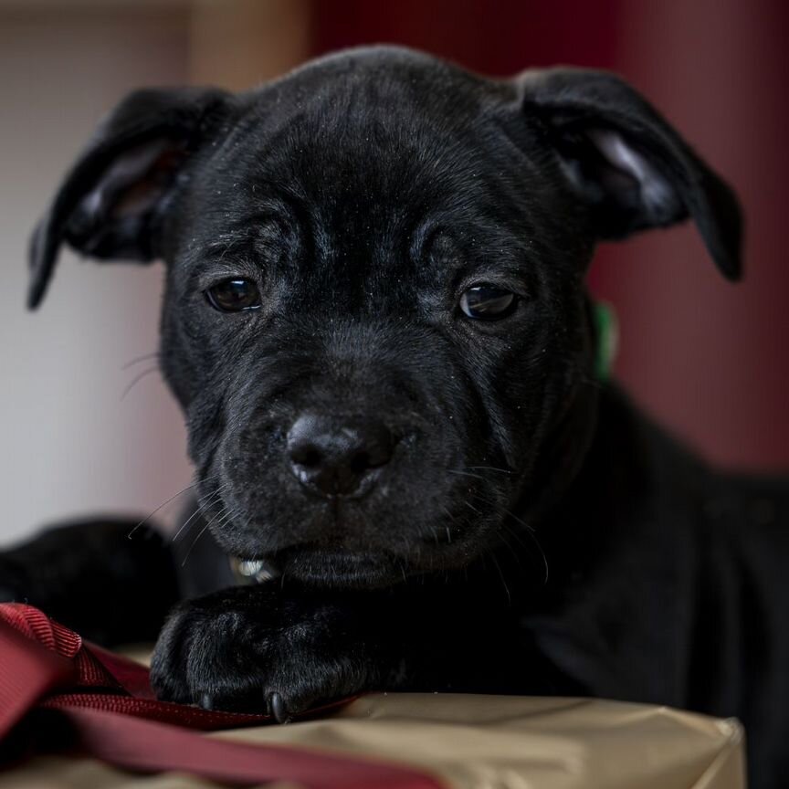 Американский стаффордширский терьер, щенок