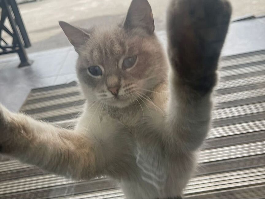 Хочу приютить кошку