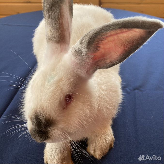 Калифорнийские кролики