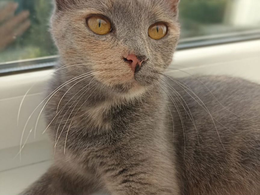 Котенок-кошка русской голубой кисы