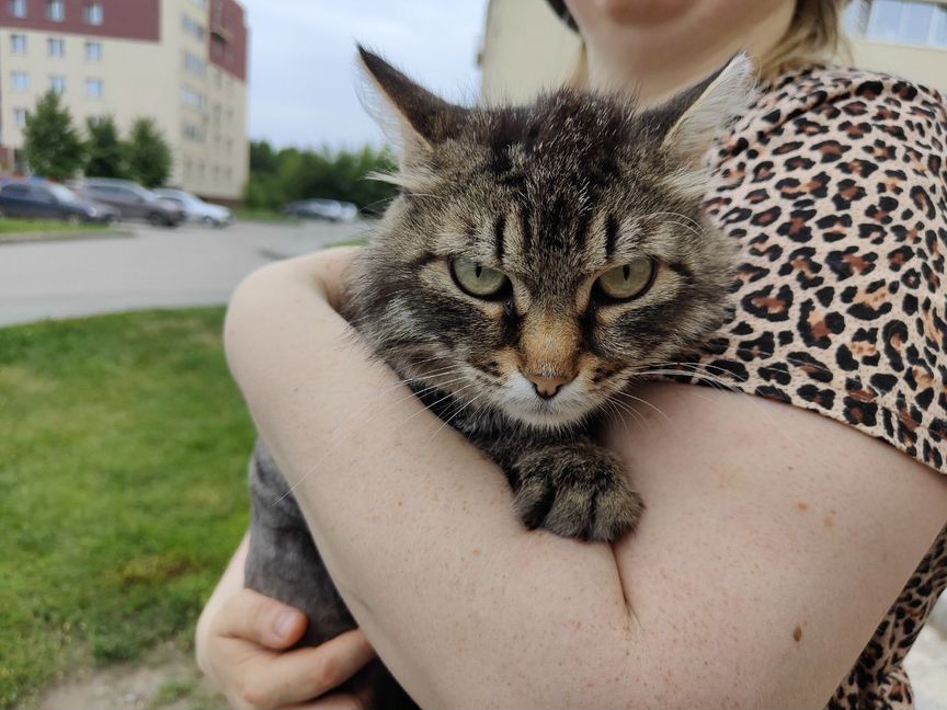 Суровый кот в ответственнные лапки