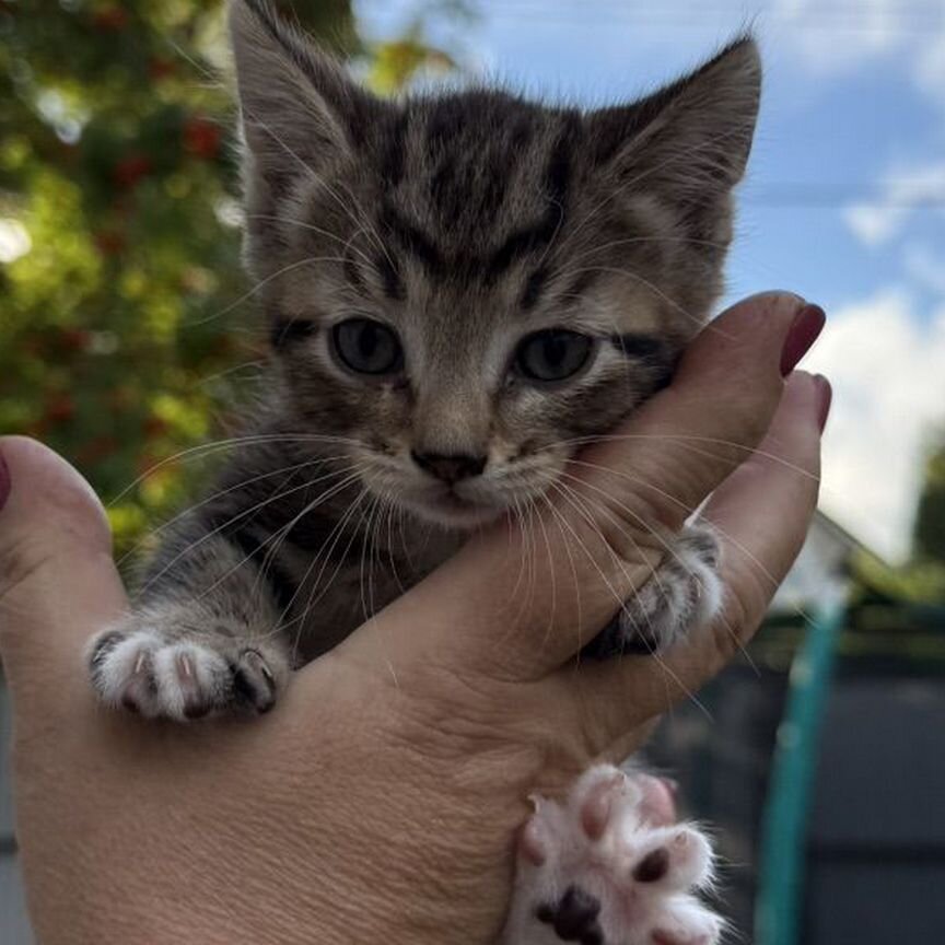 Котенок в добрые руки