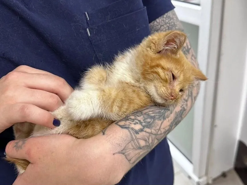 Рыжие котята в добрые руки